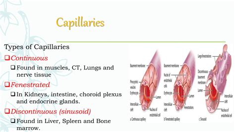 3 1 Peads The Cardiovascular System Pptx