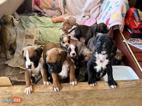 Puppies For Sale