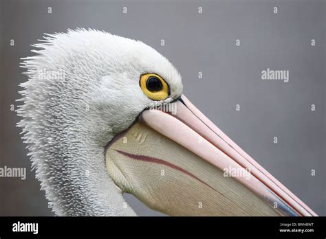 Pelikan Stockfotos und -bilder Kaufen - Alamy