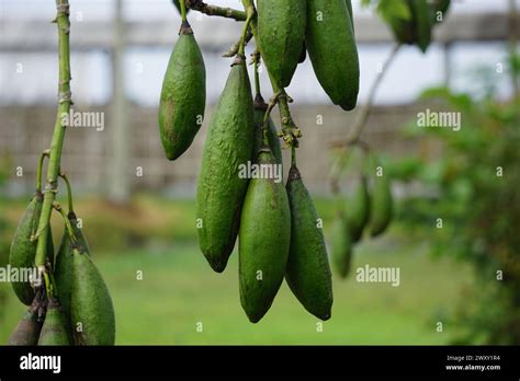 The Fruit Of Ceiba Pentandra Cotton Java Kapok Silk Cotton Samauma