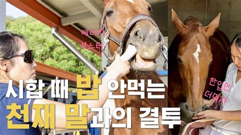 승마 Vlog 사료거부 말과 시합 직장인 말 연차 올해 첫 승마대회 ㅣ Ep5 Youtube