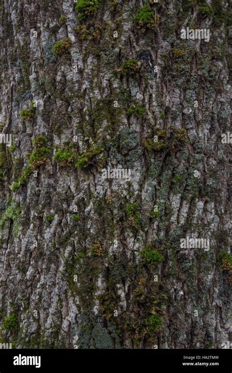 Tree Bark Texture With Moss Stock Photo Alamy