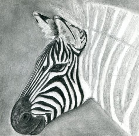How To Draw A Zebra Draw A Realistic Zebra Step By Step Drawing Guide By Finalprodigy