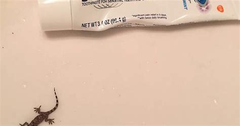 He Survived Toothpaste For Scale Album On Imgur