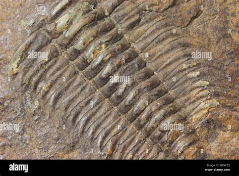 Detailed View Of Exploration Of Trilobite Beetle Fossil Embedded In