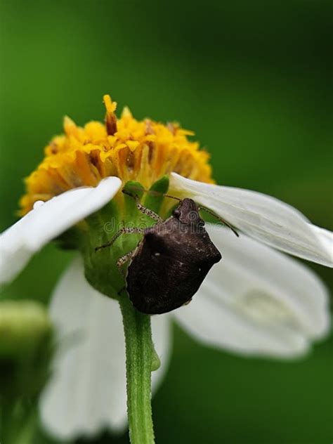 This Image Features A Stink Bug Potentially Eysarcoris Guttiger And X28 Rice Stink Bugand X29