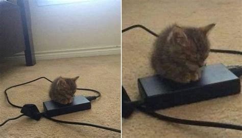 노트북 충전기위에서 꾸벅꾸벅 조는 아깽이