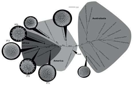 Fagaceae Pollen From The Early Cenozoic Of West Greenland Revisiting
