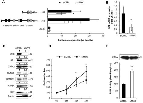 myc dependent recruitment of runx1 and gata2 on the set oncogene