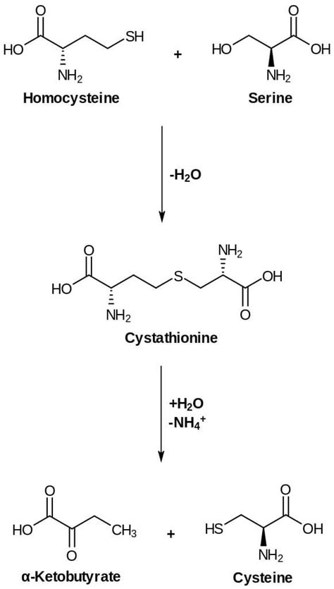How Does Cysteine Stabilize Protein Structure At Carolyn Guillot Blog