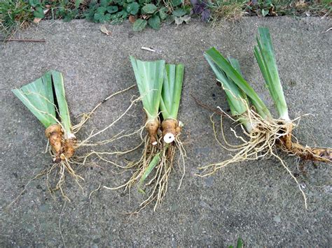 An Iris Primer Almost Perfect Landscaping