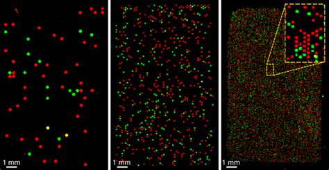 Chips With Different Resolutions Have Been Developed The Array Size Download Scientific