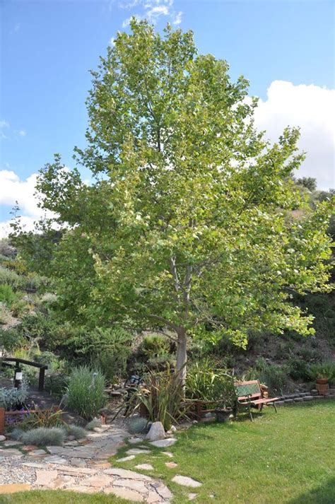 American Sycamore Vs California Sycamore At Mercedes Tiffany Blog