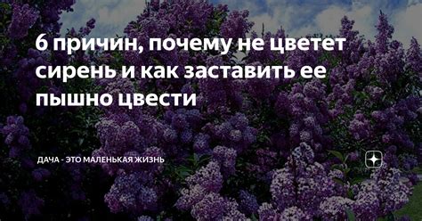 6 причин почему не цветет сирень и как заставить ее пышно цвести Дача это маленькая жизнь