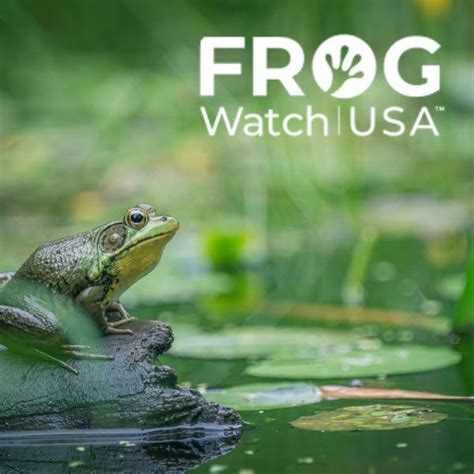 Feb 26 Become A Certified Frogwatcher Newtown Ct Patch
