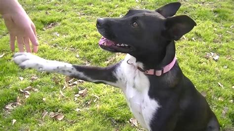Border Collie Pitbull Mix A High Energy Hybrid Demanding Dedicated