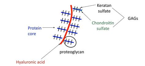 Glycoprotein Definition Structure Functions Examples Biology