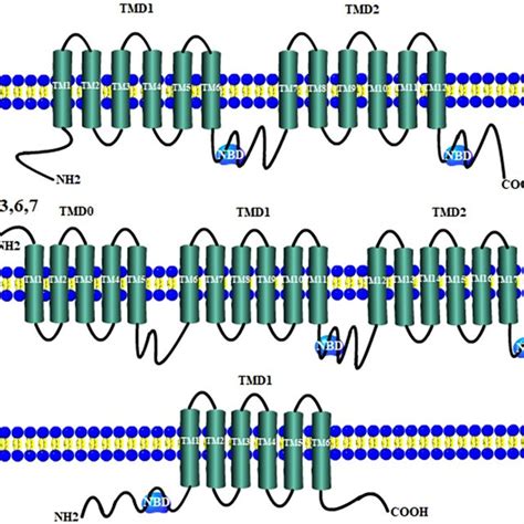 Molecular Structure Of Abc Transporters Abc Atp Binding Cassette P Gp