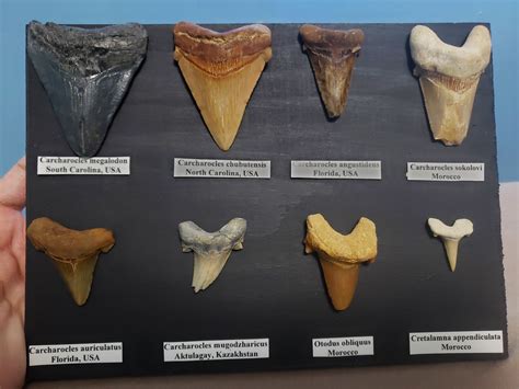 Megalodon Evolutionary Set Member Collections The Fossil Forum