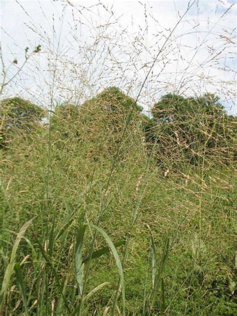 Switchgrass Msd