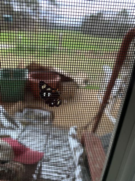 Bug Identification R Bugidentification