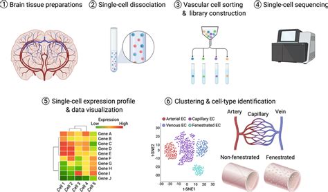 Flowchart Summary Of Scrna Seq Analysis Steps Of Isolated Single