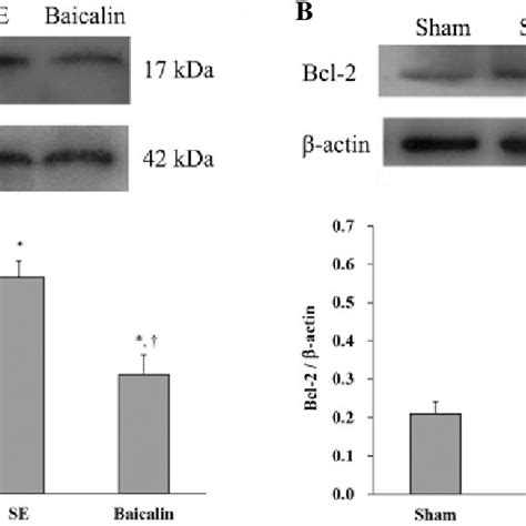 Protein Expression Of Cleaved Caspase‑3 And Bcl‑2 In The Hippocampus Download Scientific