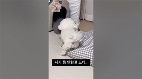 냄새나는데 신발 가지고 노는 댕댕이 Youtube