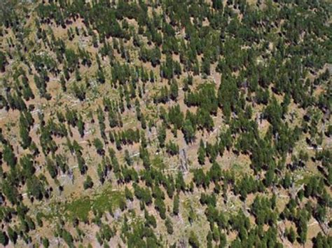 tree spatial patterns in forests part i what they are and why they are