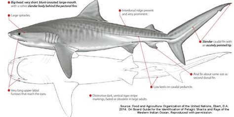Sand Tiger Shark Anatomy