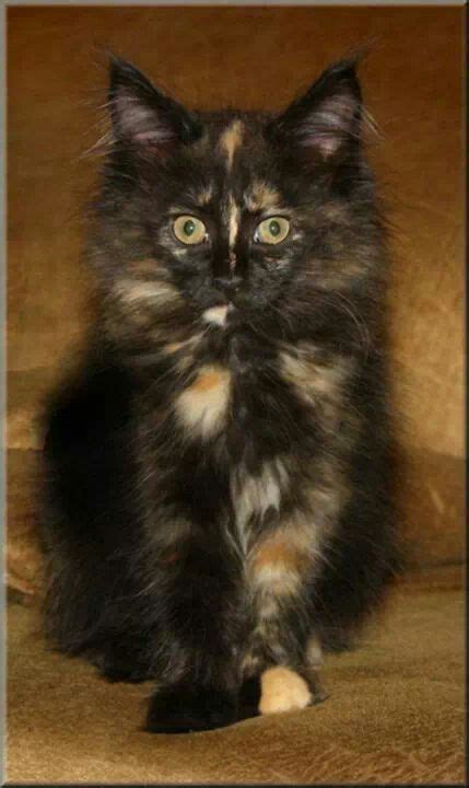 Best Tortoiseshell Calico Cats Images On Pinterest