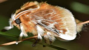 26 Common MOTHS In Georgia 2023 Bird Watching HQ
