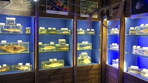Marinemuseum Antalya Antalya Direkt