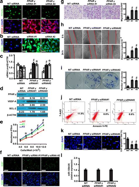 Pparγ Silencing Enhances Lung Cancer Cell Aggressiveness Via