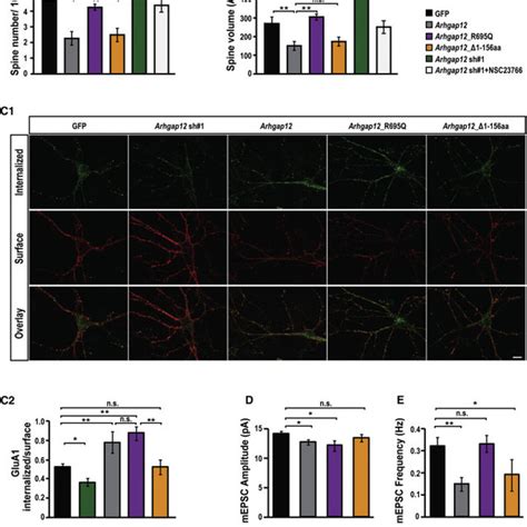 Arhgap12 Regulates Synaptic Structure And Function Via Distinct Domains