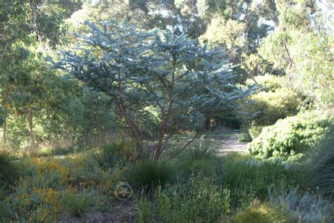 Native Plant Porn At Kuranga Nursery Mallee Design