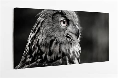Obraz Na Płótnie Homeprint Czarno Białe Zdjęcie Sowy 100x50 Cm