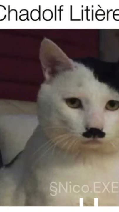 Chadolf Litière Youtube
