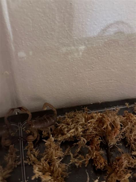 Flinders Ranges Scorpion Urodacus Elongatus Bug Frenzy