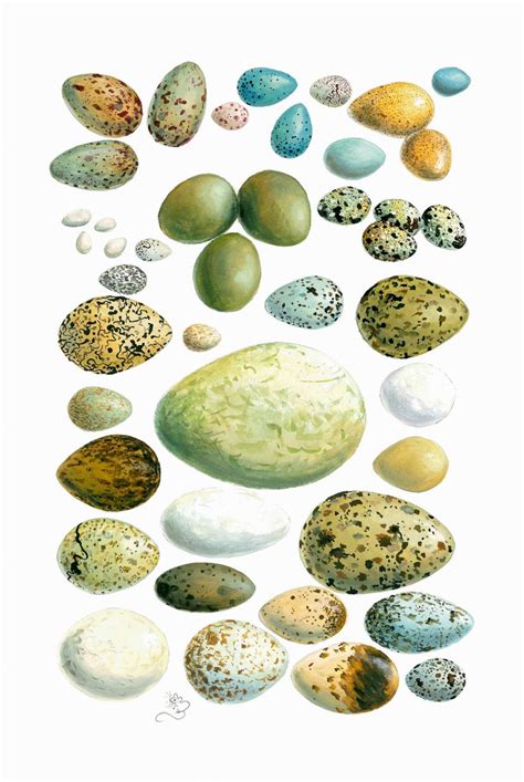 In Focus The Life And Times Of Mouse Macpherson A Truly Extraordinary Wildlife Artist