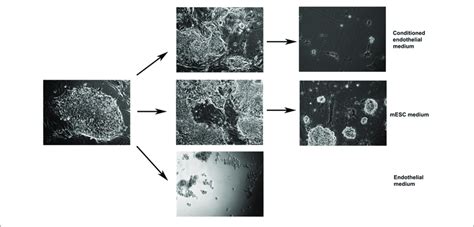 Mouse Embryonic Stem Cells Alone Grow Well In The Mesc Medium Middle
