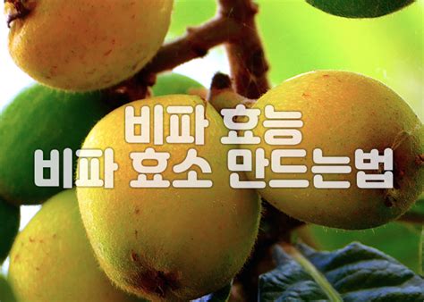 비파 열매 효능 먹는법 효소 만드는법 궁금할때