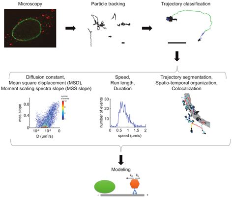 Workflow Of A Virus Imaging And Single Particle Tracking Experiment Download Scientific
