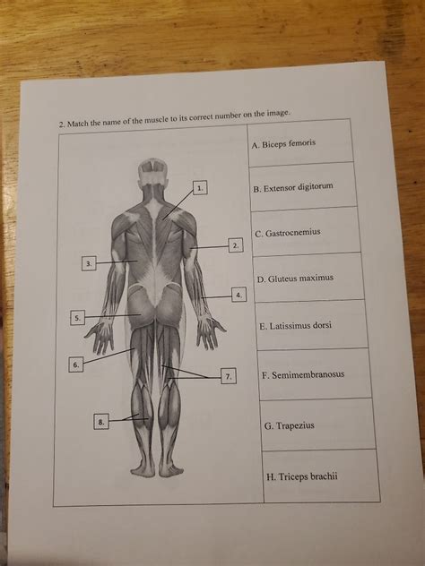 Solved 2 Match The Name Of The Muscle To Its Correct Number