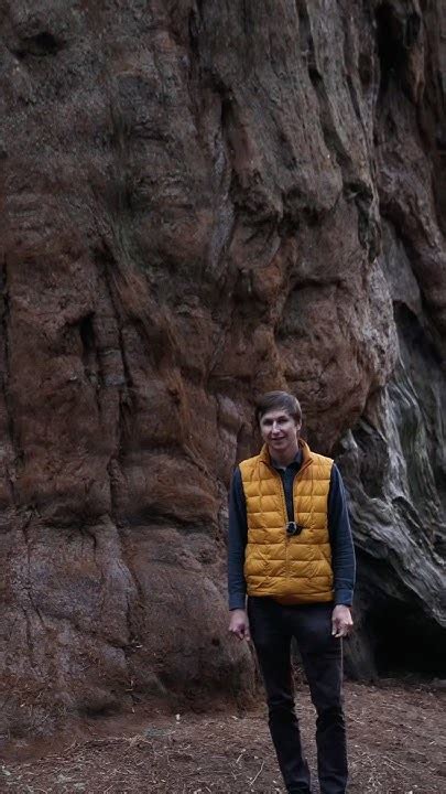 Самое большое по объему дерево в мире General Sherman расположенное в нац парке Секвойя