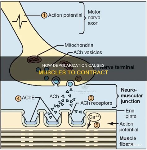 How Depolarization Causes Muscles To Contract Cyvigor