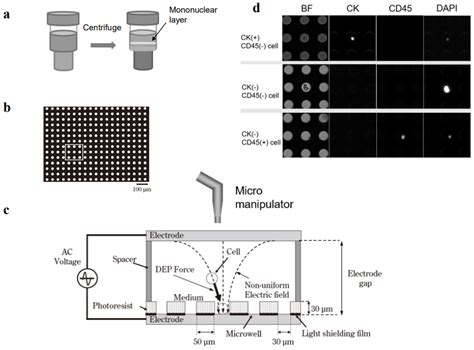 Single Cell Analysis Of Circulating Tumor Cells From Patients With