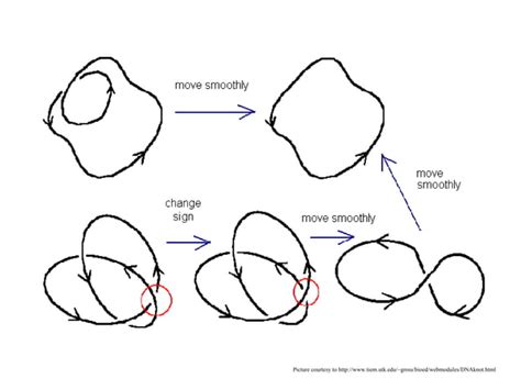 Topology Of Dna And Quantum Computingppt