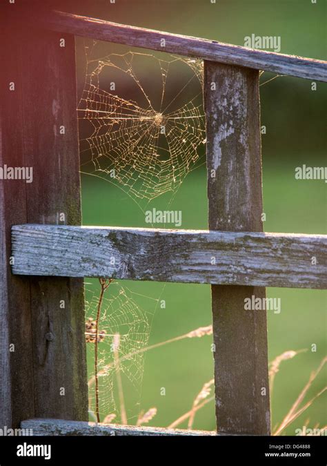 Cobweb Tree Hi Res Stock Photography And Images Alamy