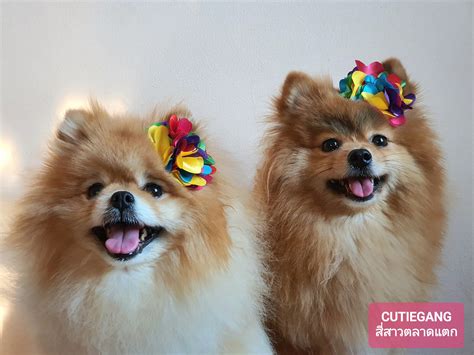 𝗖𝗨𝗧𝗜𝗘𝗚𝗔𝗡𝗚 ม า ส่ ง ยิ้ ม ห ว า น ๆ ใ ห้ ค ร่ า พ ร้ อ ม